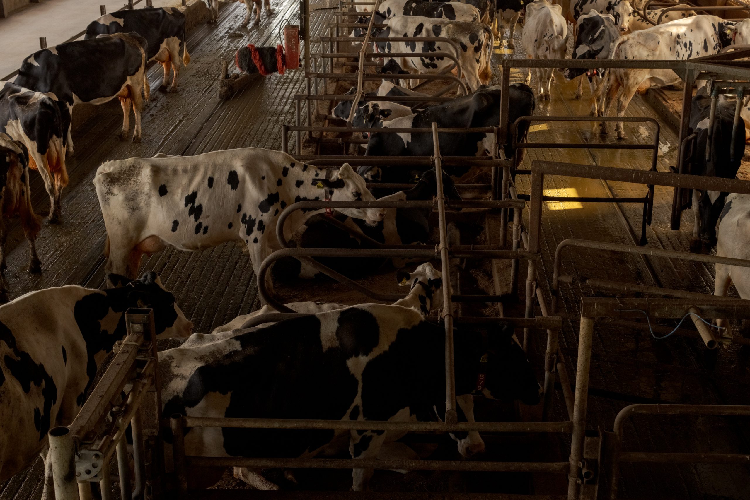 Immigrant Dairy Workers Rally to Fight Mistreatment at N.Y. Farms